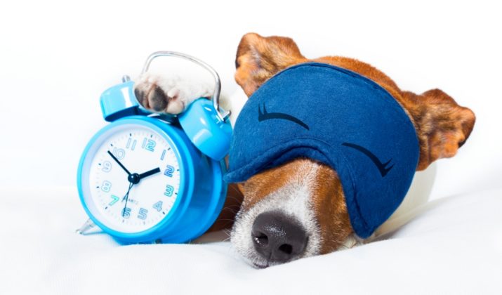 My Dog Wakes Up Too Early: Why and What You Can Do