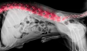 How to Make a Dog with a Slipped Disc Comfortable: 6 Best Tips