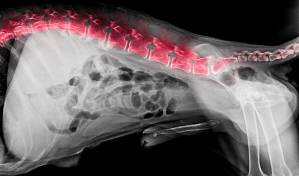 How to Make a Dog with a Slipped Disc Comfortable: 6 Best Tips