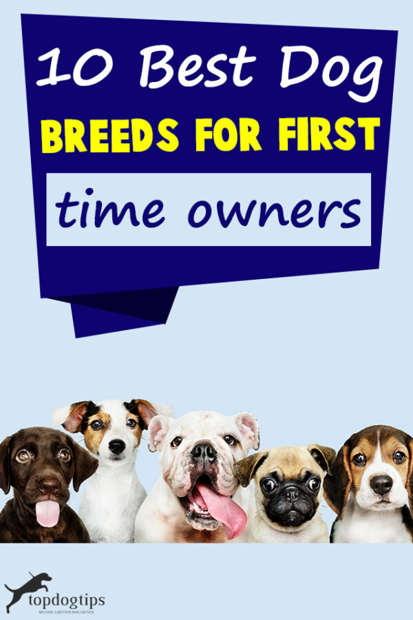 10 Best Dog Breeds for First Time Owners – Top Dog Tips