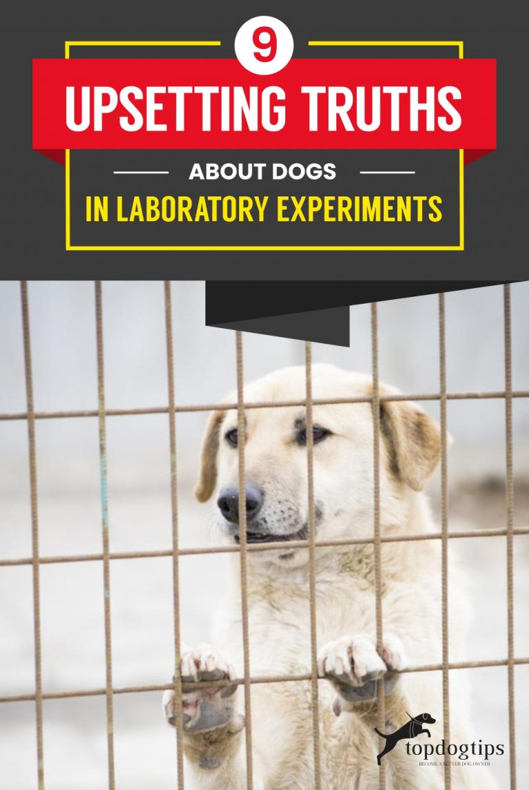 9 Upsetting Truths About Dogs in Laboratory Experiments and How to Help