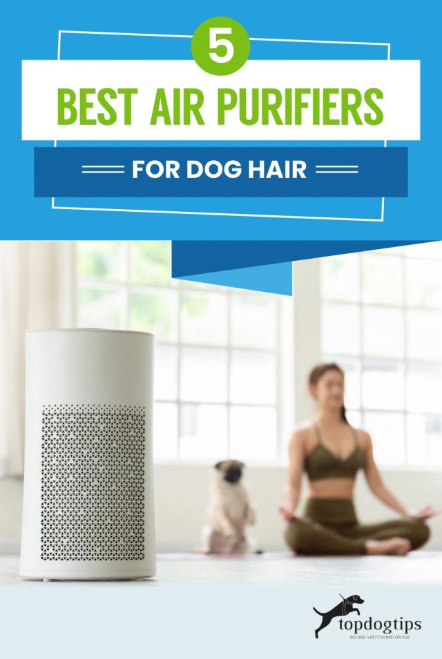 5 Best Air Purifiers for Dog Hair – Top Dog Tips