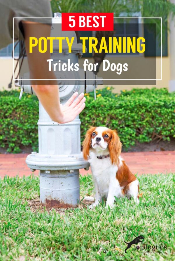 5 Best Potty Training Tricks for Dogs – Top Dog Tips