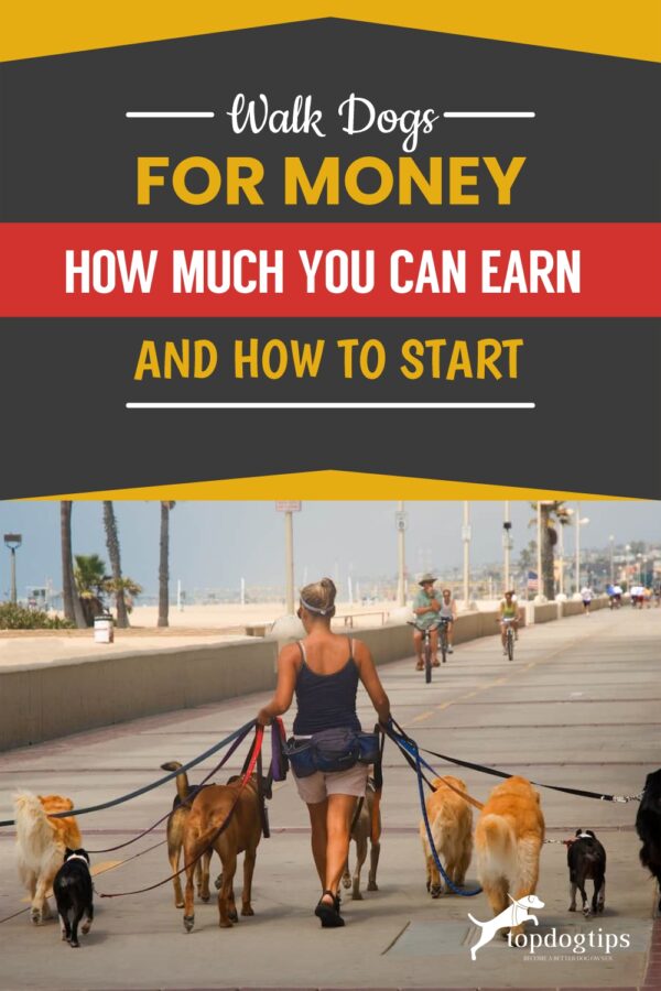 Walk Dogs for Money: How Much You Can Earn and How to Start