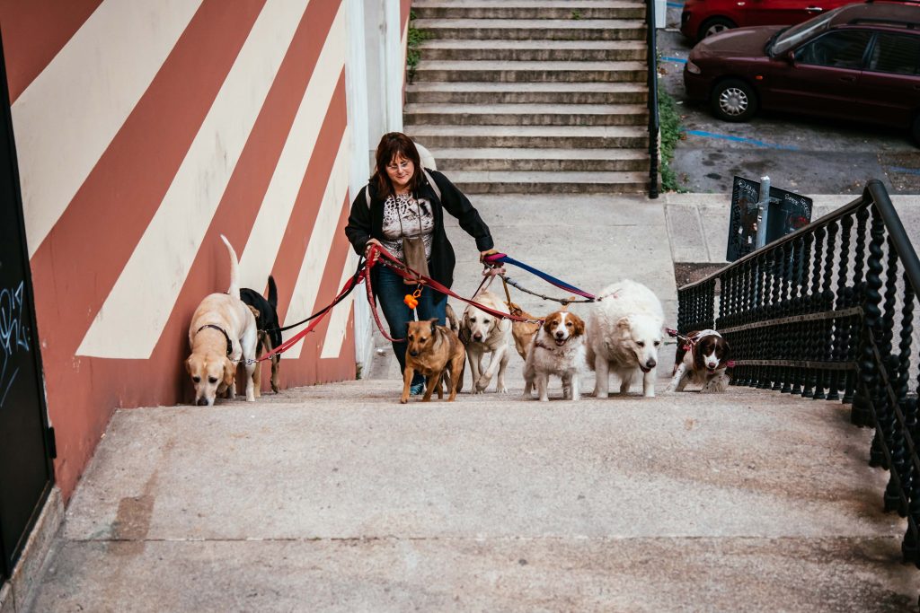 Walk Dogs for Money: How Much You Can Earn and How to Start