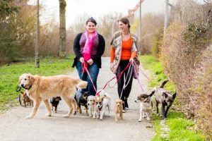 Walk Dogs for Money: How Much You Can Earn and How to Start