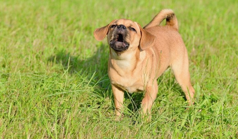 How To Make A Dog Bark how-to-make-a-dog-bark
