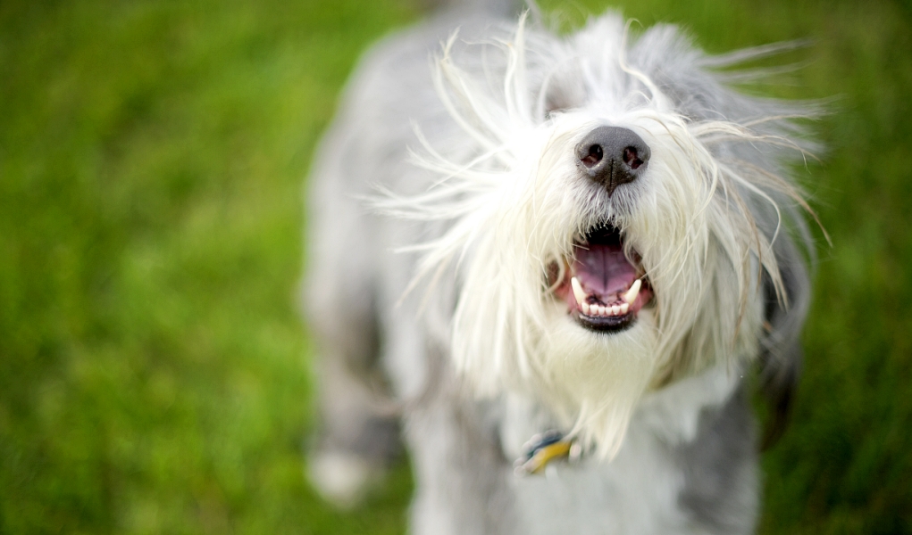 How To Make A Dog Bark