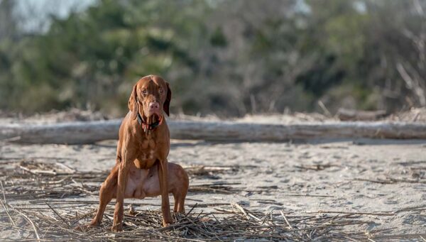 Best Aids For Dog's Firm Stool