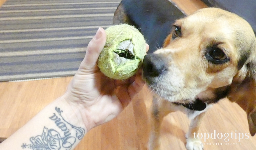 DIY Dog Puzzles 6 Different Ideas Top Dog Tips