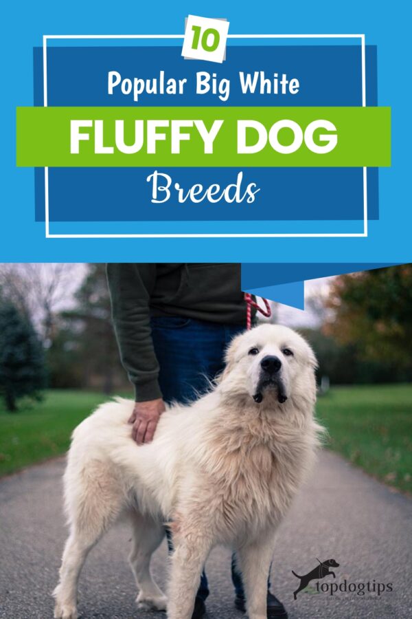 10 Popular Big White Fluffy Dog Breeds That Belong On The Countryside