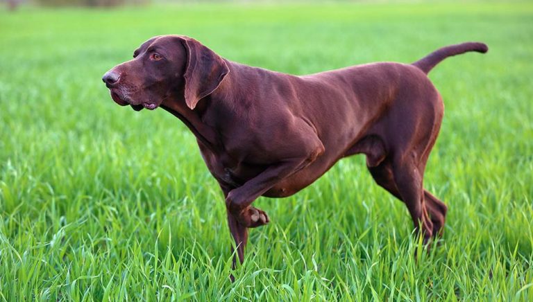 21 Popular Brown Dog Breeds