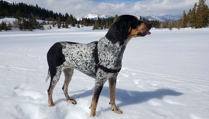 Bluetick Coonhound Breed: Everything You Need To Know