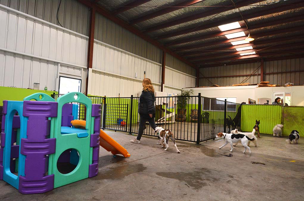 How Much Does Dog Boarding Cost Different Plans And Costs Explained