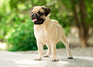 Meet These 12 Popular Chinese Dog Breeds