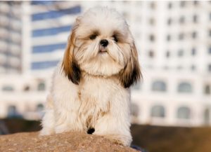 Meet These 12 Popular Chinese Dog Breeds