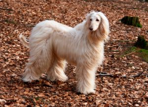 10 Popular Big White Fluffy Dog Breeds That Belong On The Countryside