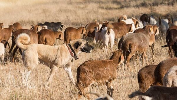 10 Popular Livestock Guardian Dog Breeds