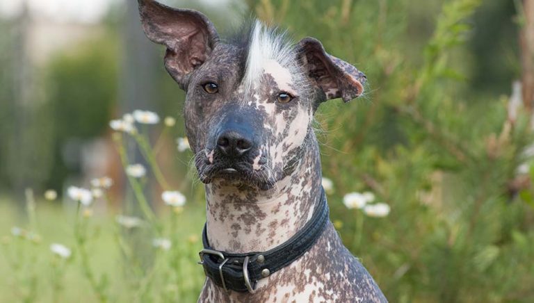 11 Most Popular Exotic Dog Breeds In the US