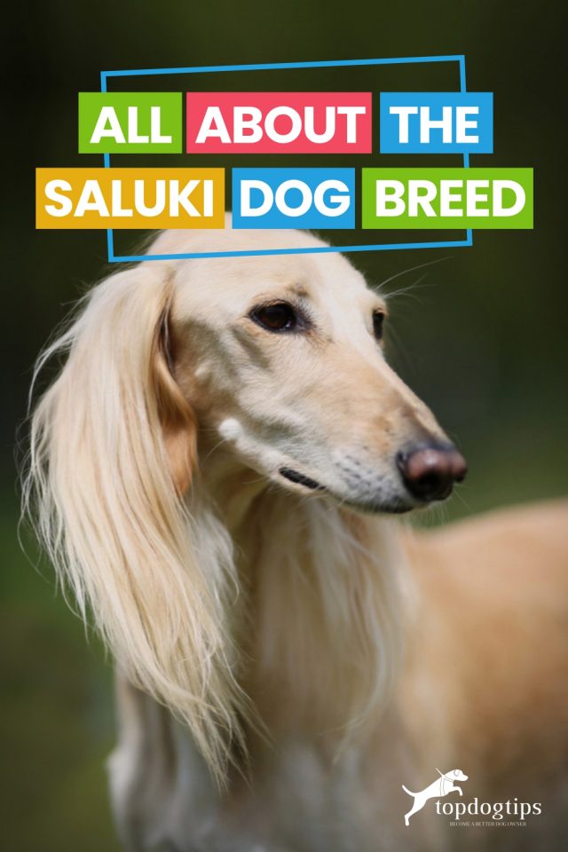 All About The Saluki Dog Breed – Top Dog Tips