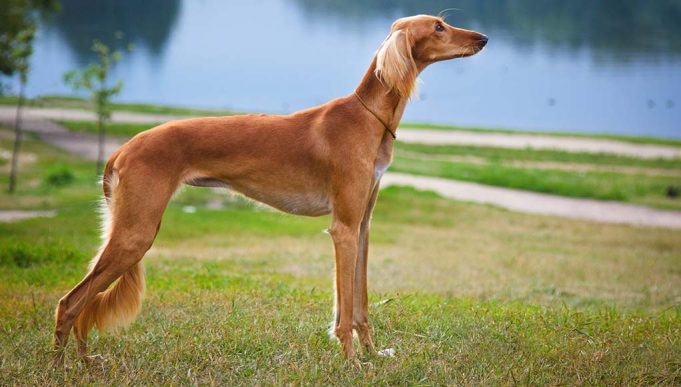 Saluki Dog Breed: Facts, Health Concerns, and More