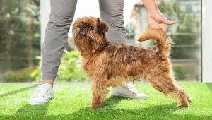 Brussels Griffon Dog Breed: Everything You Need To Know