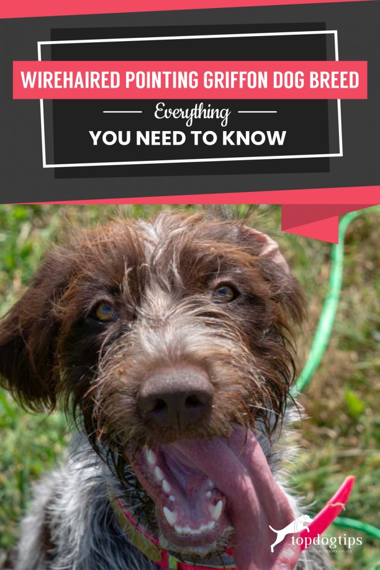Wirehaired Pointing Griffon Dog Breed Profile – Top Dog Tips