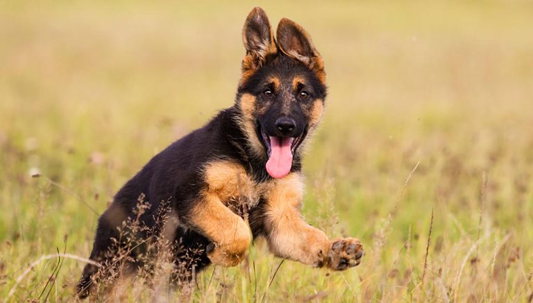 Wunderbar: The Eleven Most Popular German Dog Breeds In The US
