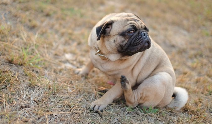 How To Stop A Dog From Scratching – Top Dog Tips