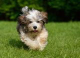 25 Most Affordable Low-Cost Dog Breeds That Anyone Can Adopt