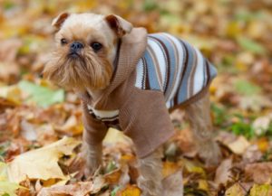 Brussels Griffon Dog Breed: Everything You Need To Know