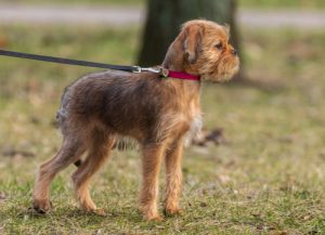 Brussels Griffon Dog Breed: Everything You Need To Know