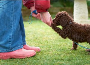 19 Easiest Dog Breeds to Train And Where They Shine