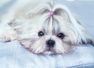 Shih Tzu Dog Breed: Everything You Need To Know