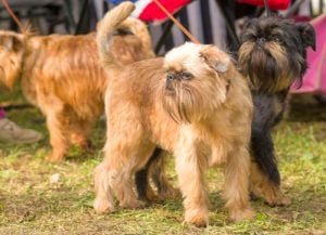 Brussels Griffon Dog Breed: Everything You Need To Know