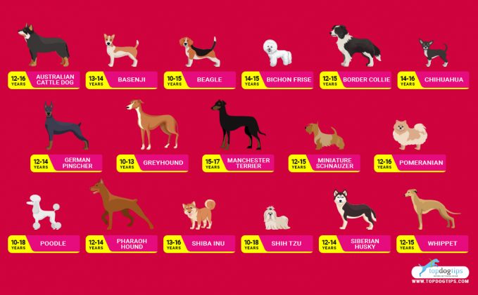 17 of the Healthiest Dog Breeds