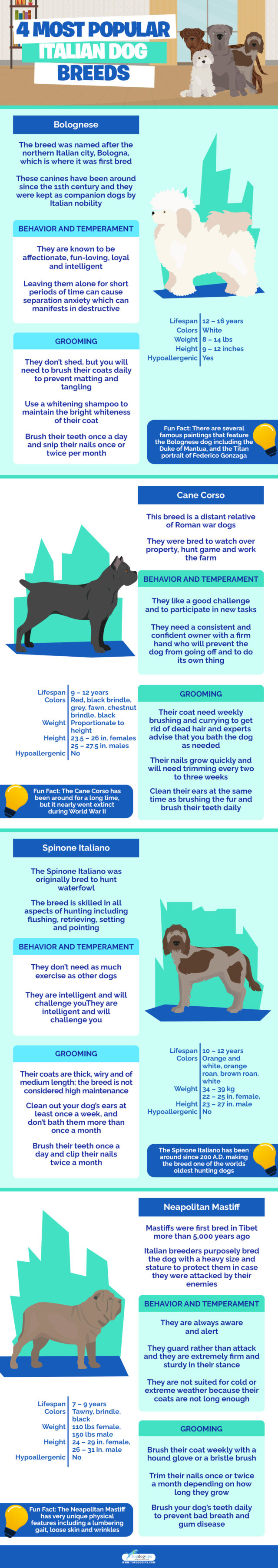 4 Most Popular Italian Dog Breeds