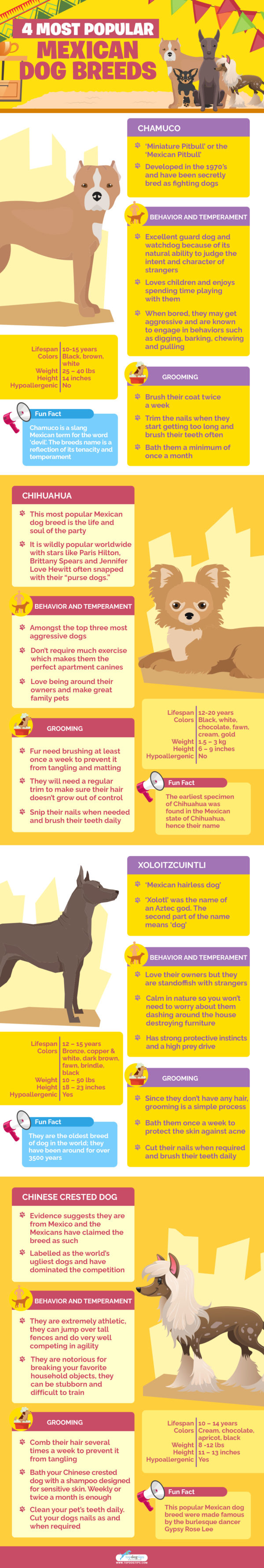 4 Most Popular Mexican Dog Breeds