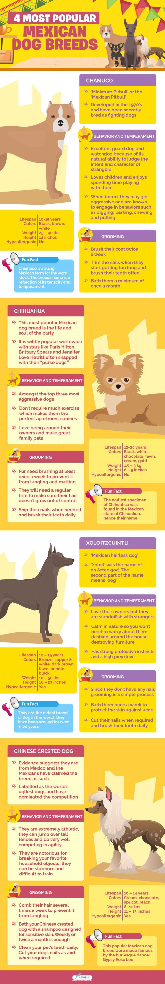 4 Most Popular Mexican Dog Breeds