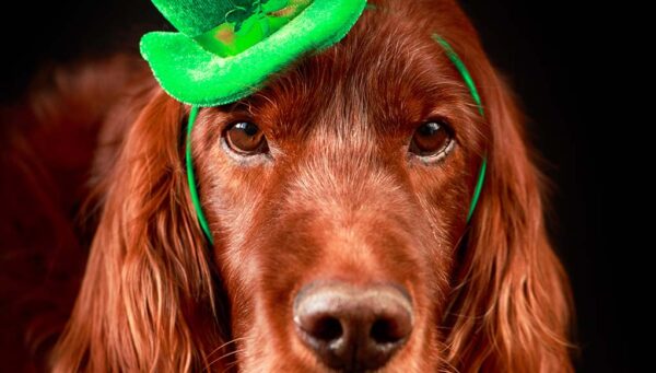 Meet the 4 Most Popular Irish Dog Breeds – Top Dog Tips
