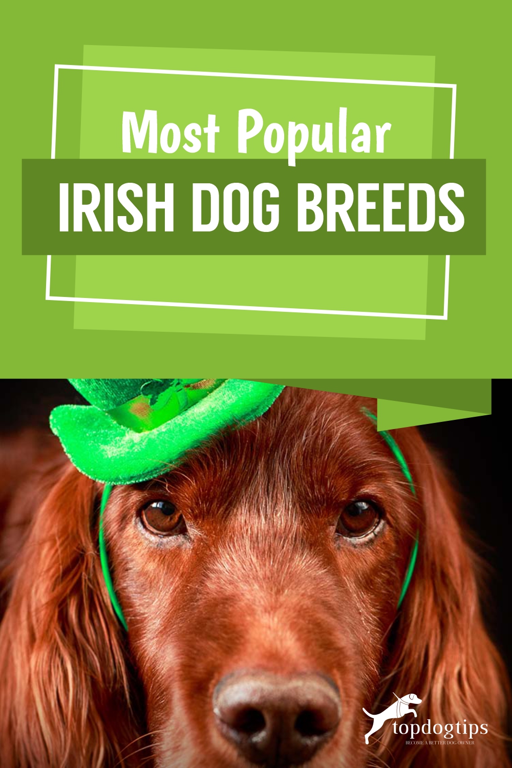 Meet the 4 Most Popular Irish Dog Breeds – Top Dog Tips