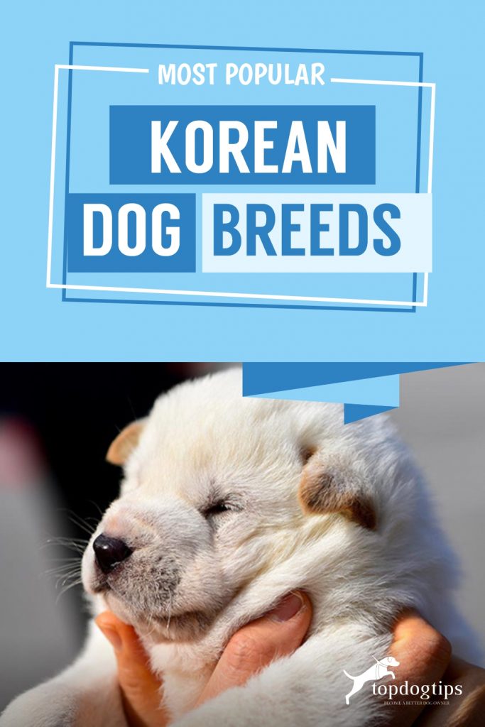 4 Most Popular Korean Dog Breeds [2021]