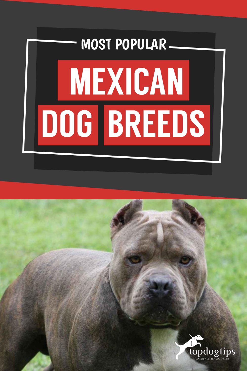 4 Most Popular Mexican Dog Breeds