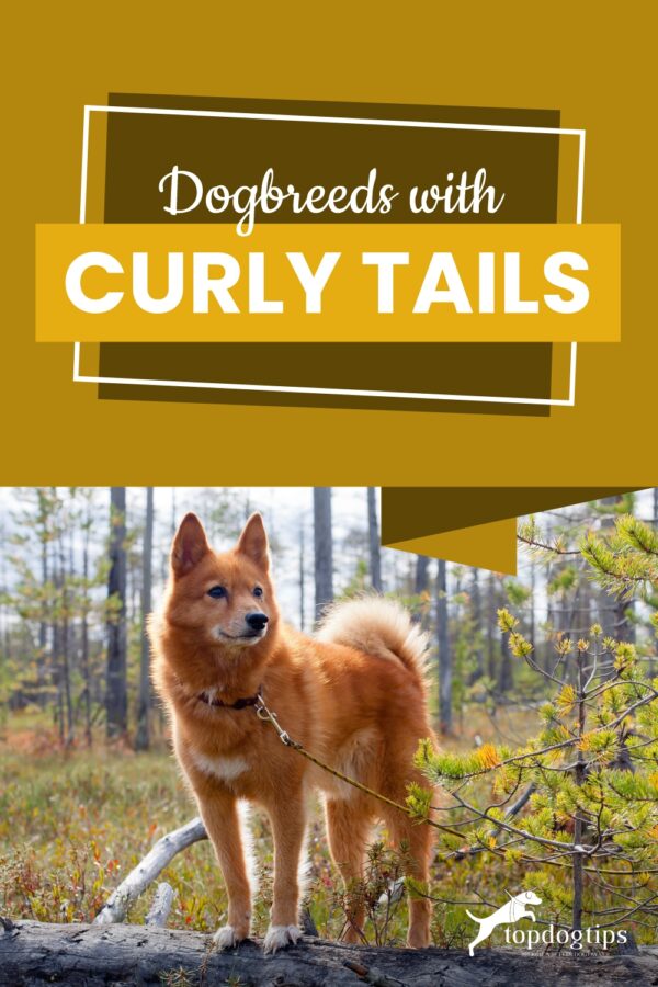13 Dog Breeds With Curly Tails That Are Too Cute For Words