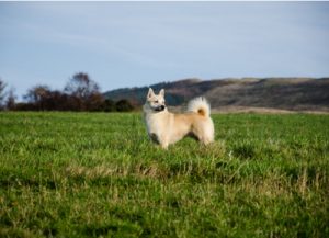 13 Dog Breeds With Curly Tails That Are Too Cute For Words