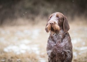 4 Most Popular Italian Dog Breeds
