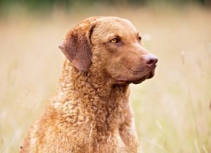 13 Best Hunting Dogs You Should Know About