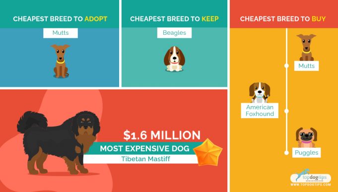 25 Most Affordable Low-Cost Dog Breeds That Anyone Can Adopt