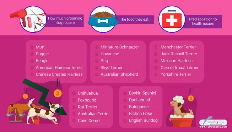 25 Most Affordable Low-Cost Dog Breeds That Anyone Can Adopt