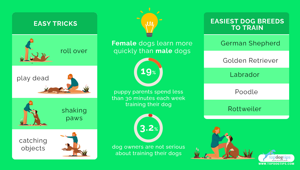 25 Hardest Tricks & Commands to Train Dogs (From Easiest to Hardest)
